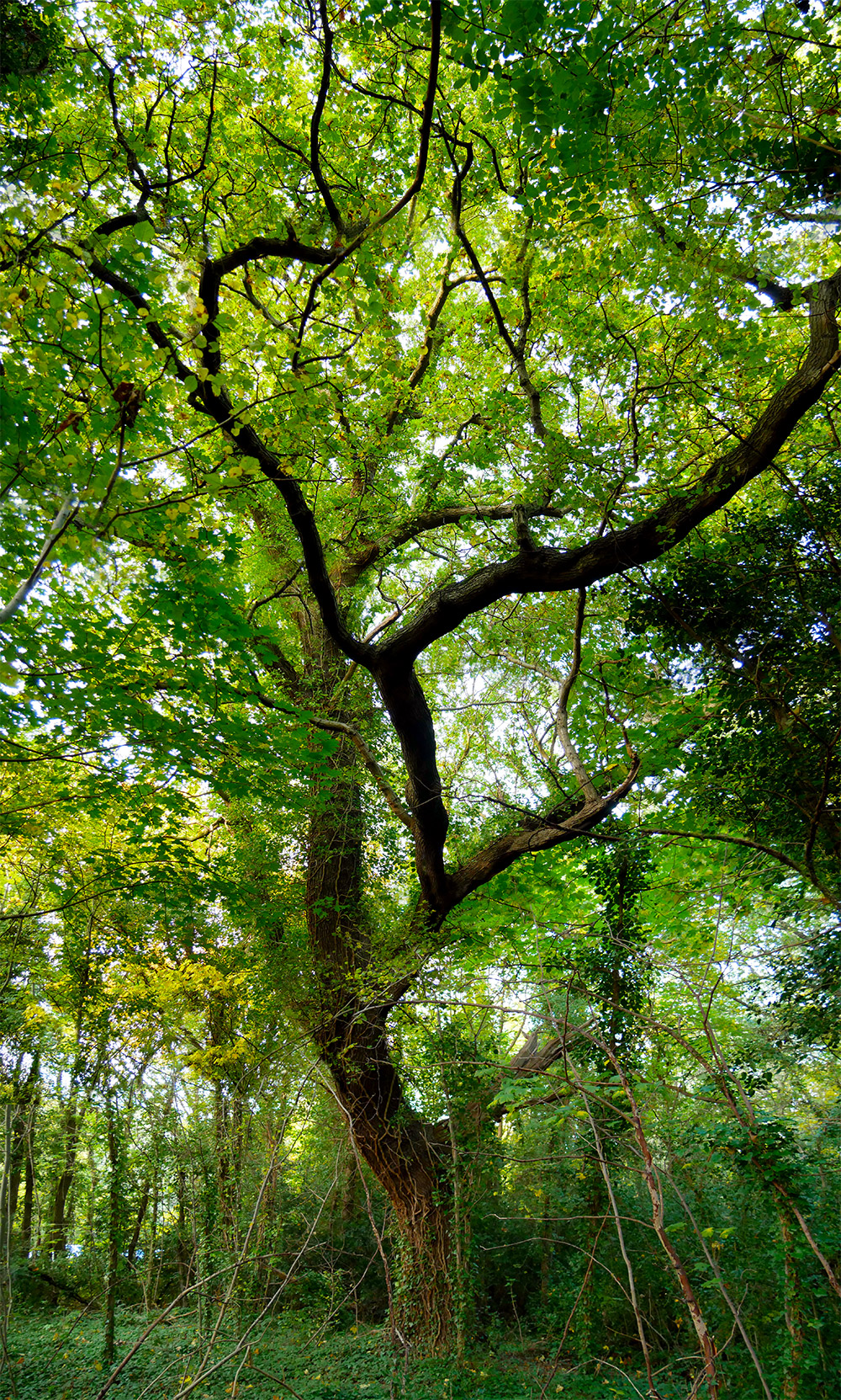 Un chêne à Londres – de la forêt